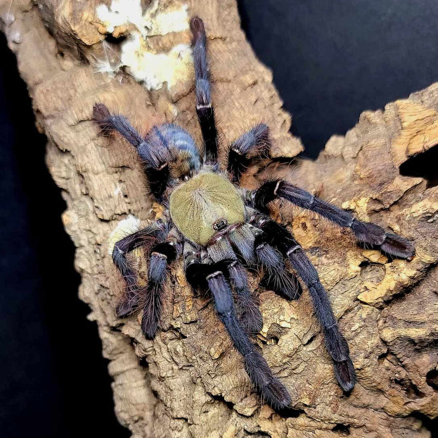 Omothymus sp 'Langkawi' (Langkawi Earth Tiger) 0.75" – Spider Shoppe