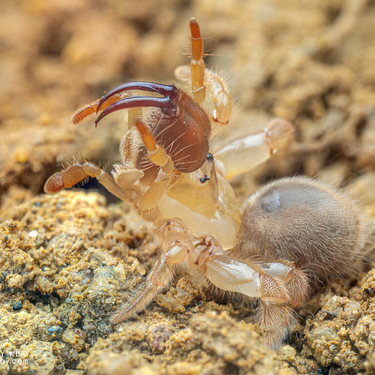 Other Inverts – Spider Shoppe