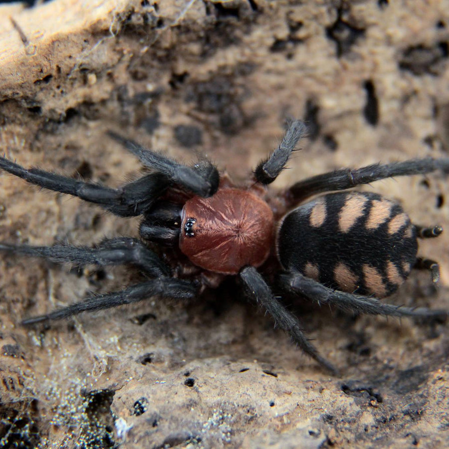 Diplura sanguinea (Blood Red Curtain Web) – Spider Shoppe