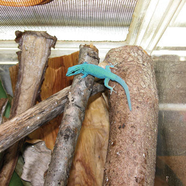 Lygodactylus williamsi (Electric Blue Day Gecko) Hatchling – Spider Shoppe