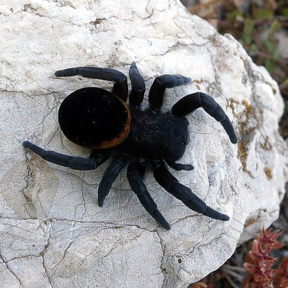 Eresus ruficapillus (Italian Ladybird Spider) 0.5" – Spider Shoppe