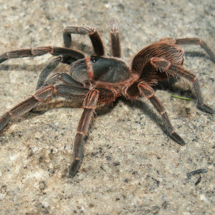 Tarantulas – Page 2 – Spider Shoppe