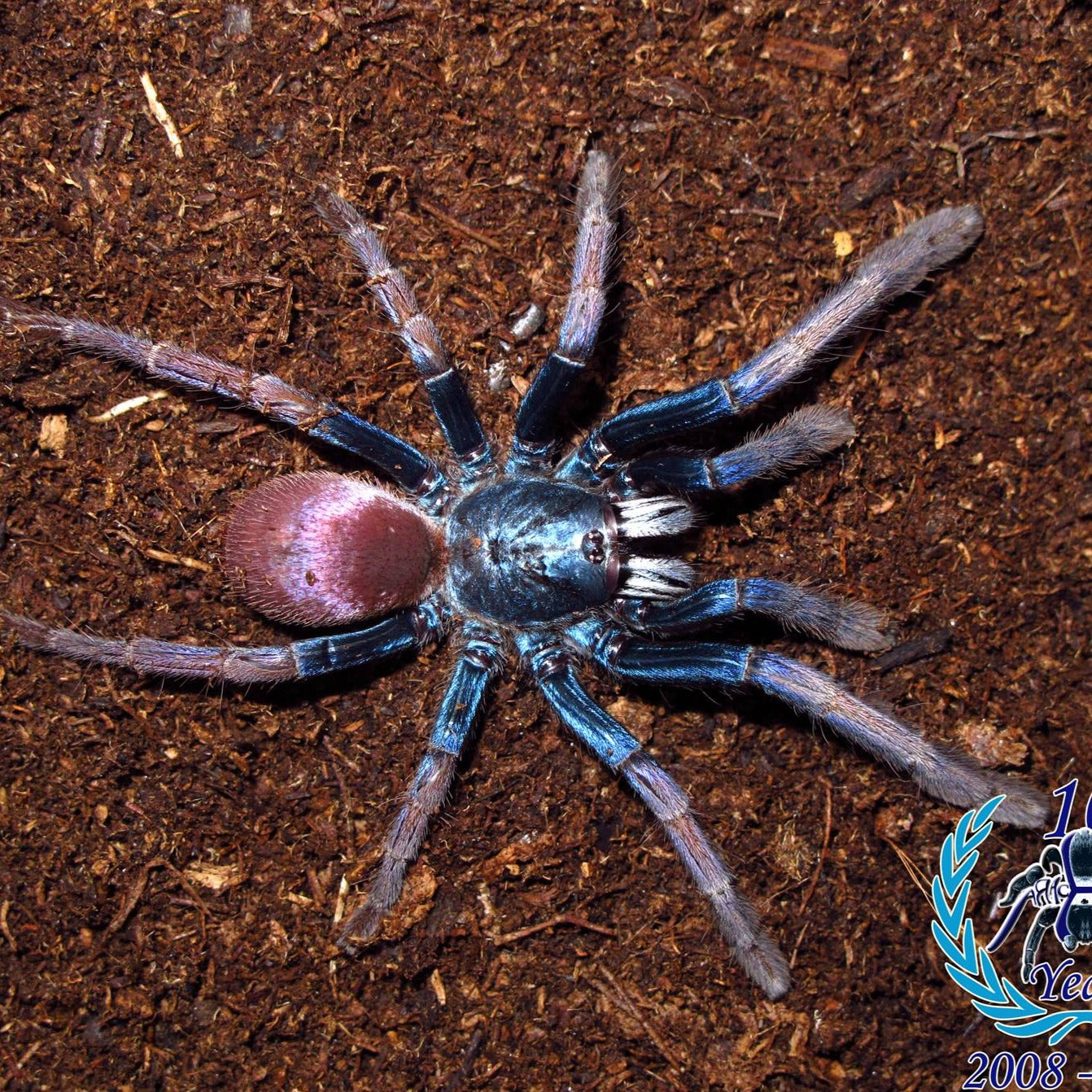 Cilantica devamatha (LSD Earth Tiger) 0.75" – Spider Shoppe