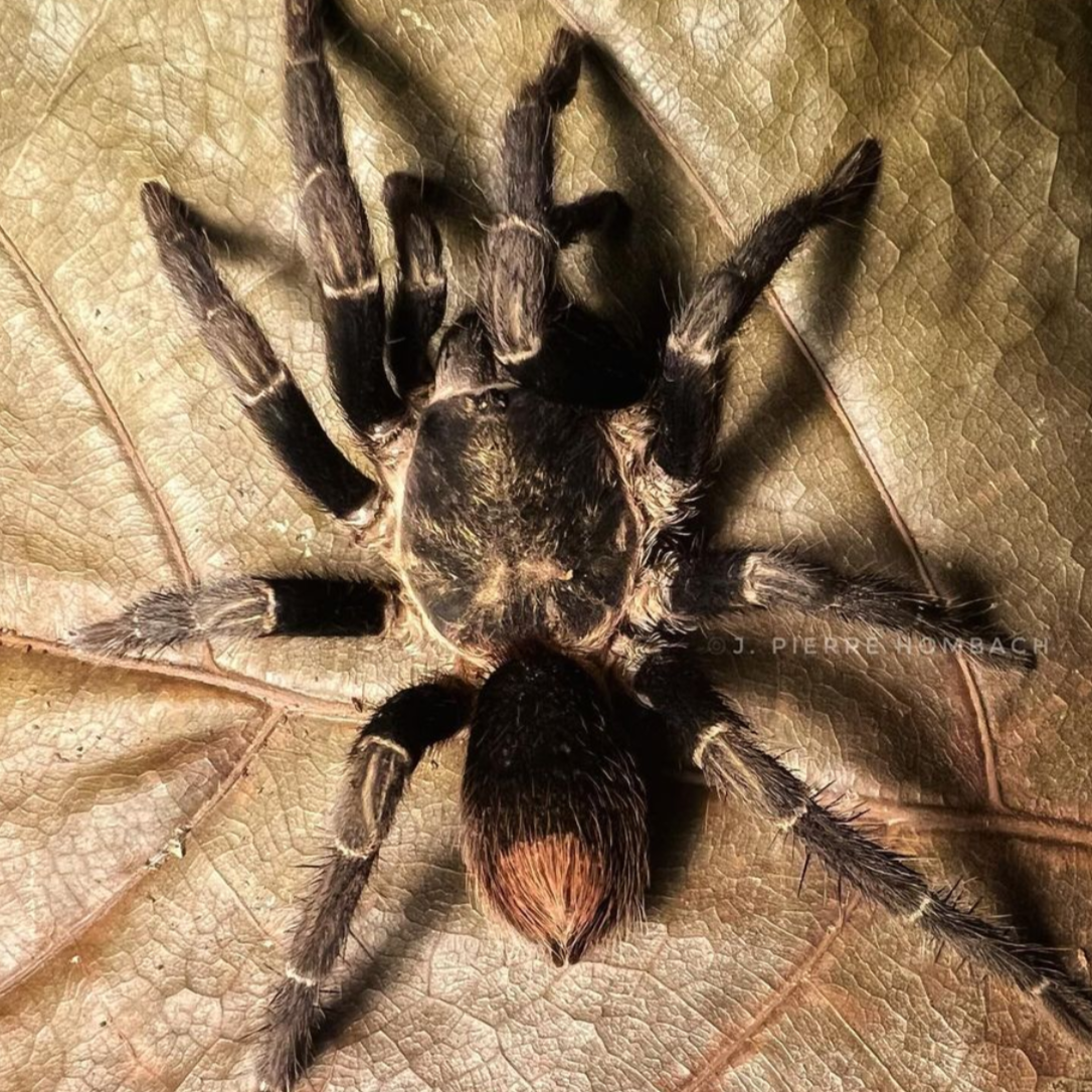 Theraphosinae sp 'Inca Gold' 0.33" – Spider Shoppe
