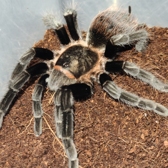Freebies – Spider Shoppe
