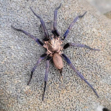 Linothele sp 'Amazonas' 0.5" – Spider Shoppe
