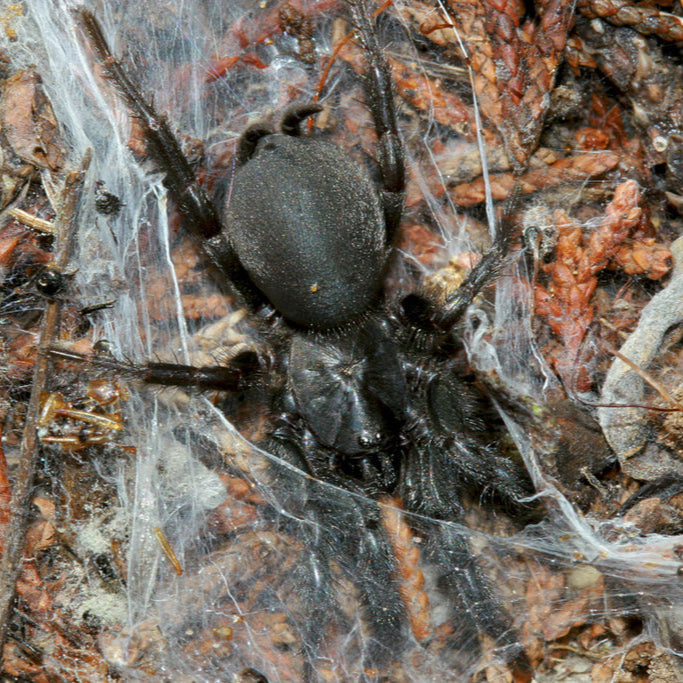Euagrus sp (Mexican Spiny Curtain Web) – Spider Shoppe