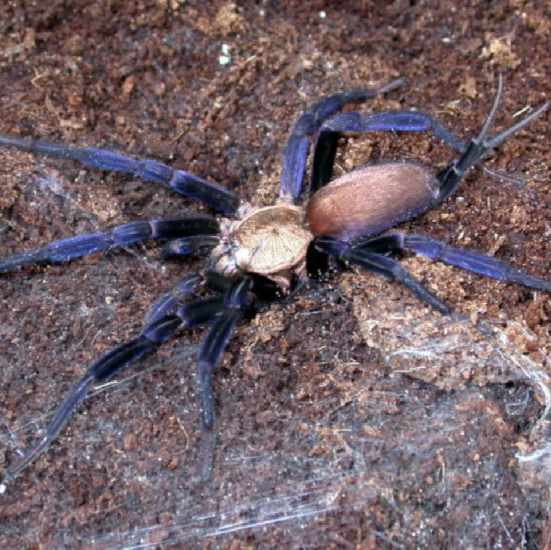 Other Inverts – Spider Shoppe