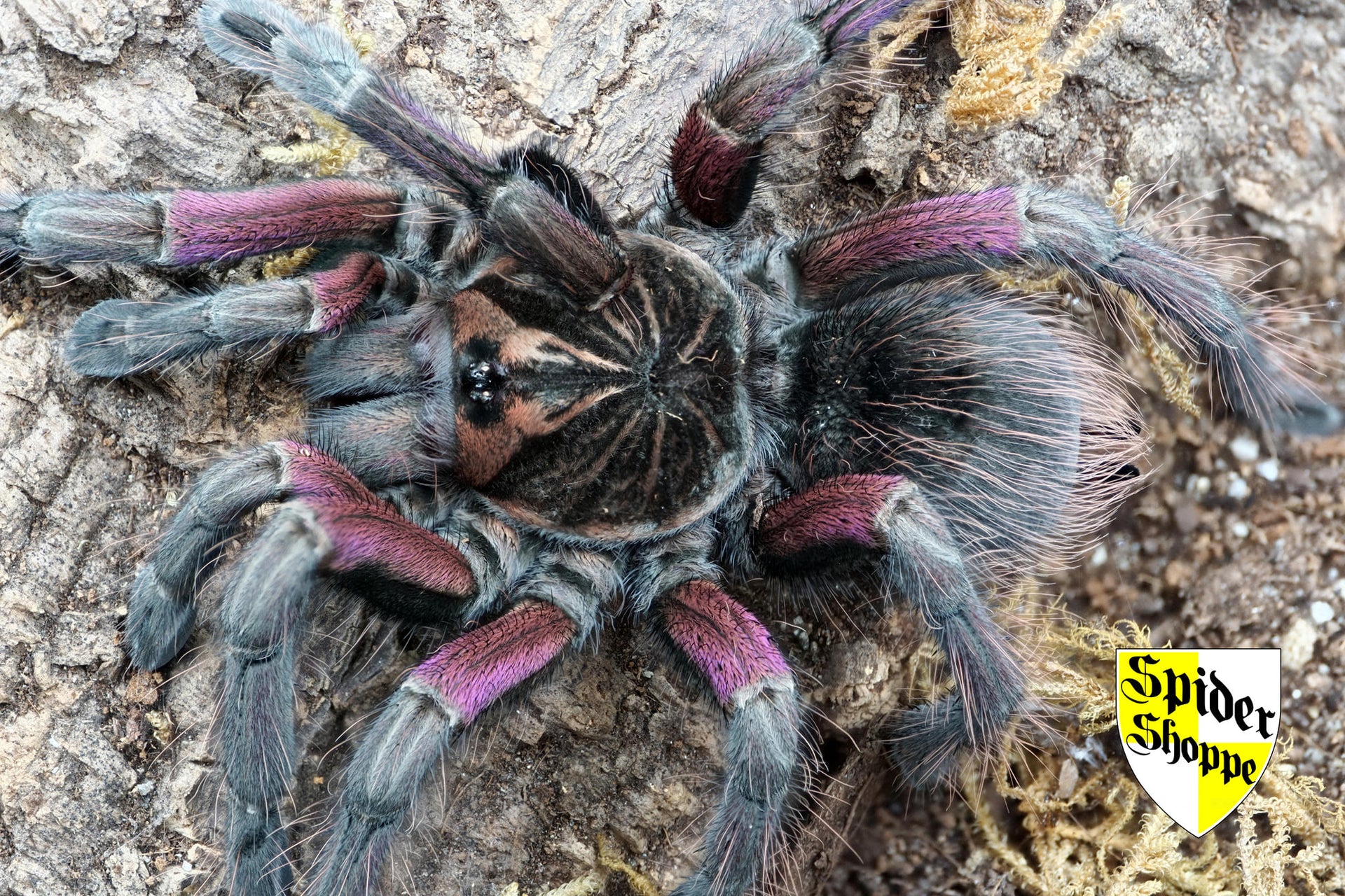 Tarantulas – Spider Shoppe