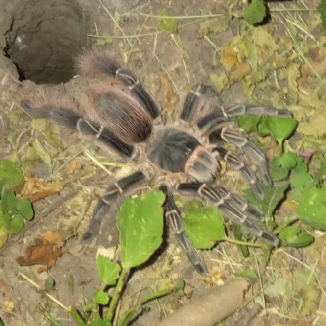 New World Terrestrials – Spider Shoppe