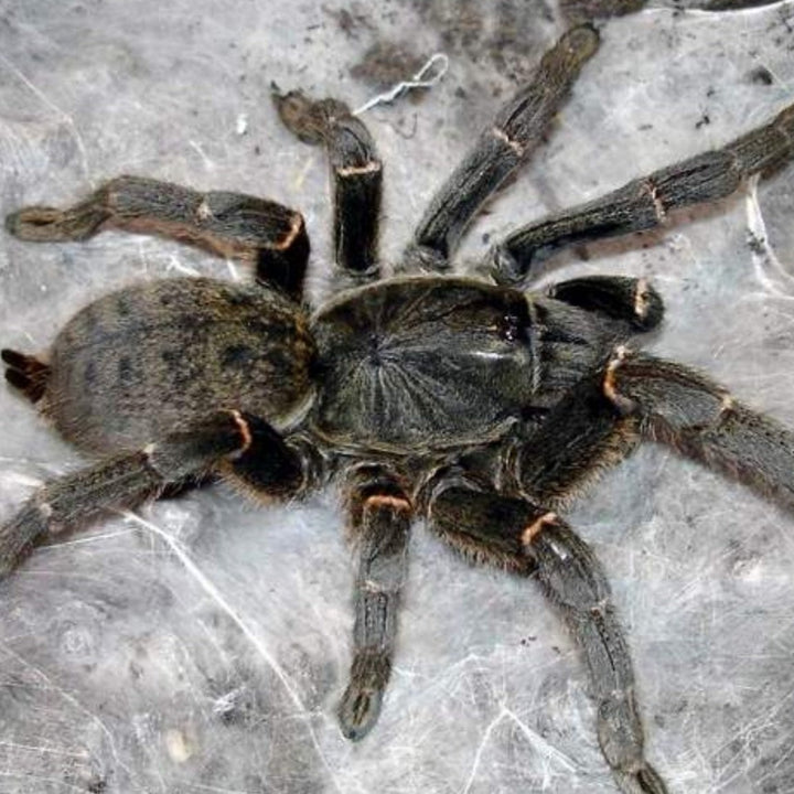 Pterinochilus chordatus (Kilimanjaro Baboon) – Spider Shoppe