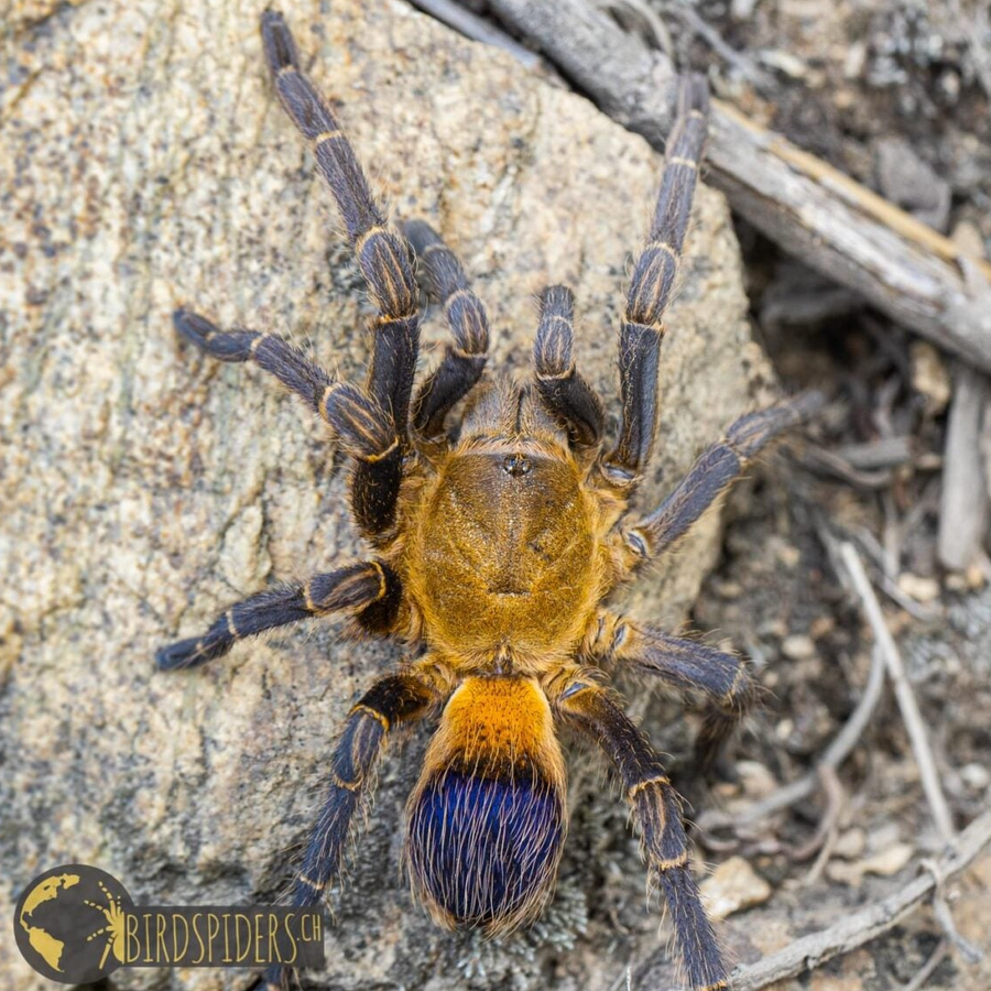 What's New? Tarantulas – Spider Shoppe