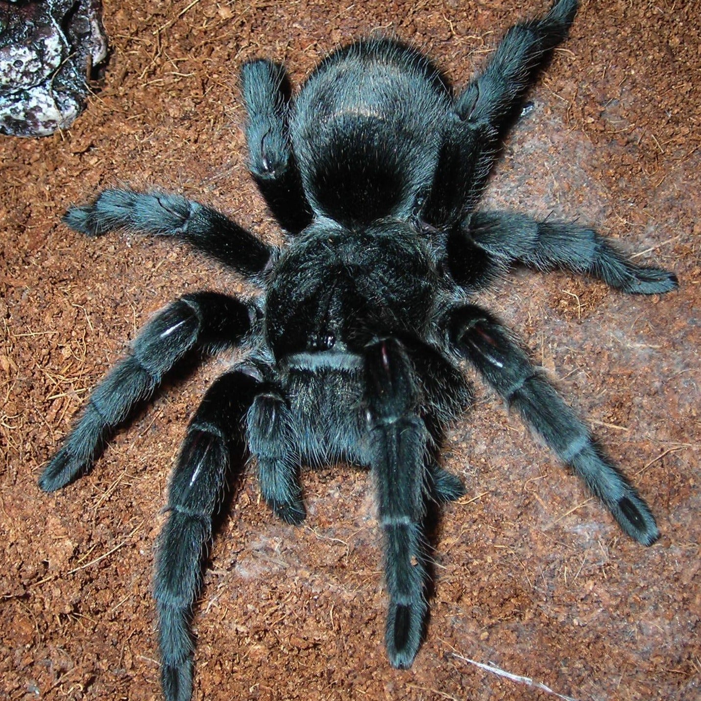 Grammostola pulchra (Brazilian Black) – Spider Shoppe