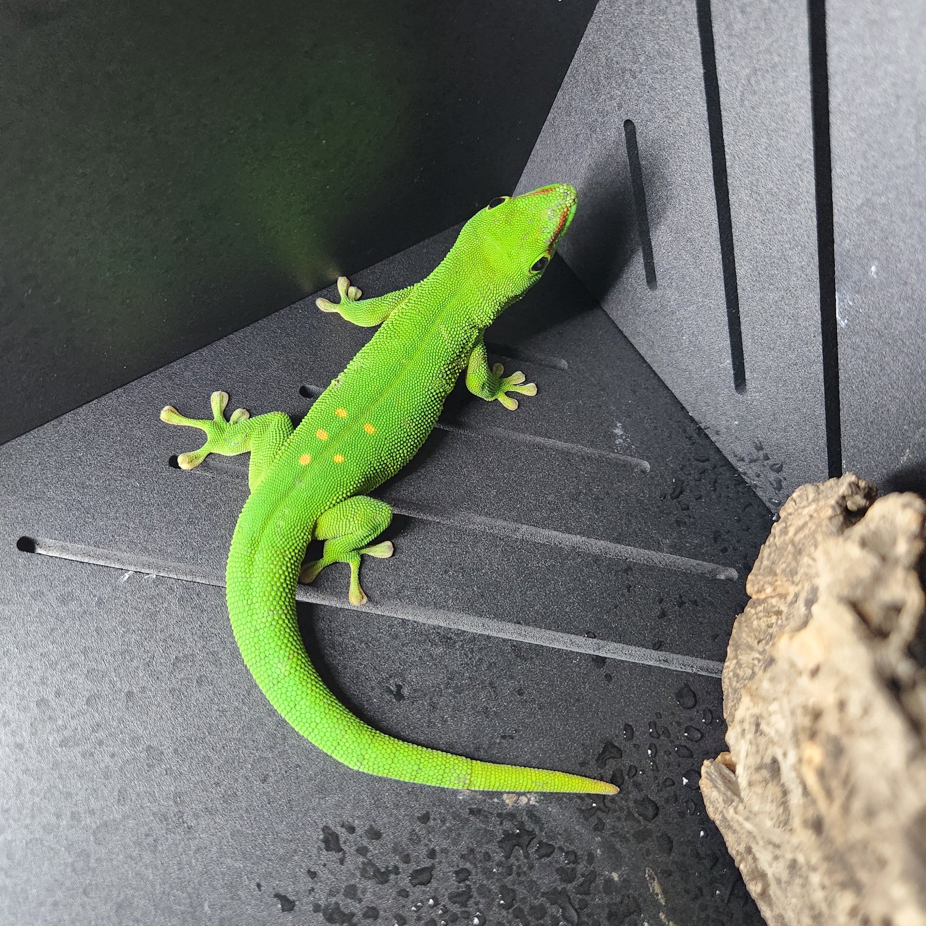 Phelsuma grandis (Giant Green Day Gecko) – Spider Shoppe