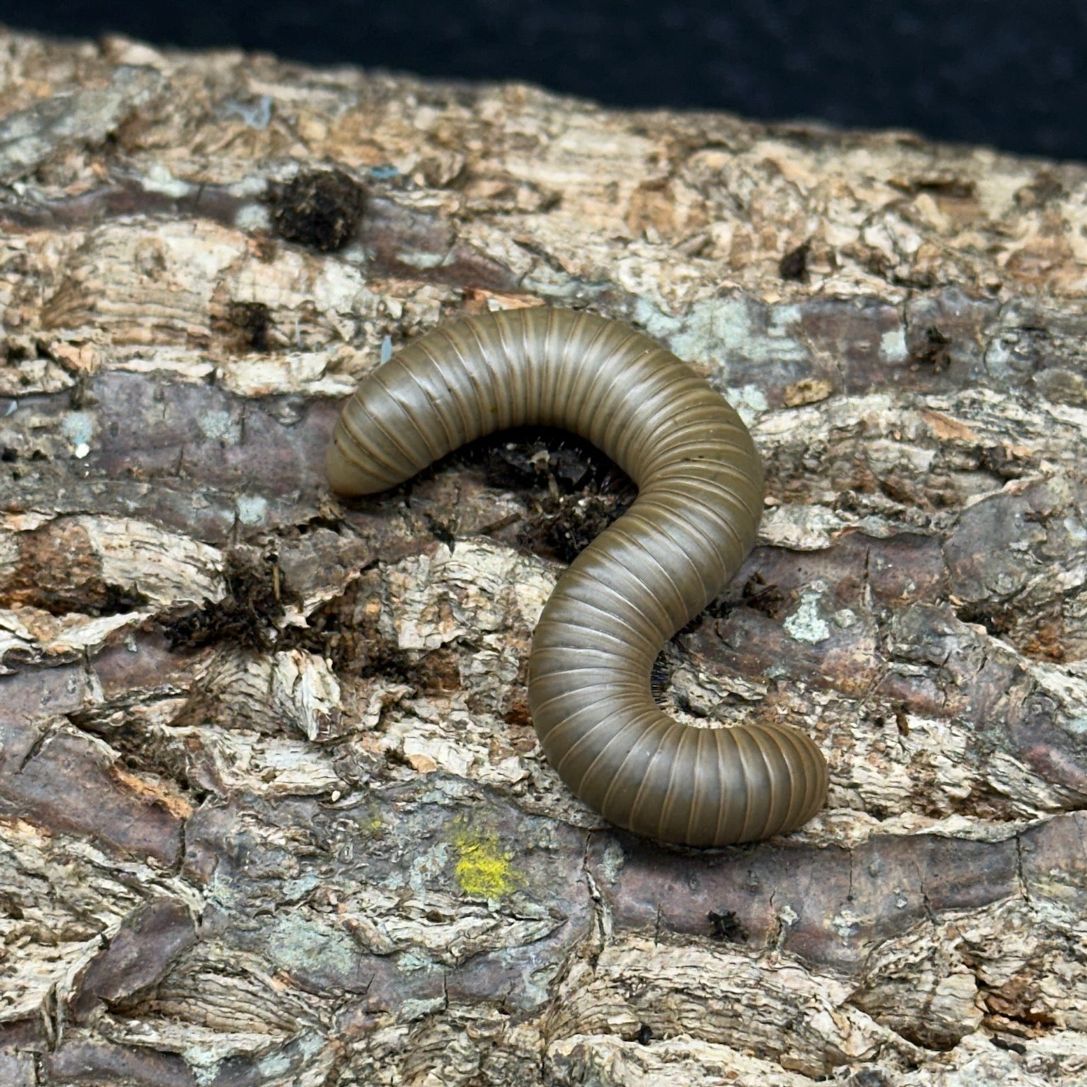 Narceous gordanus (Smoky Oak Millipede) – Spider Shoppe