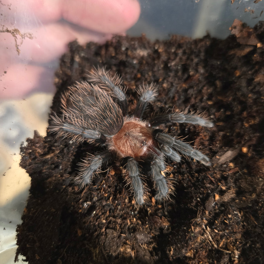 Tarantulas – Spider Shoppe