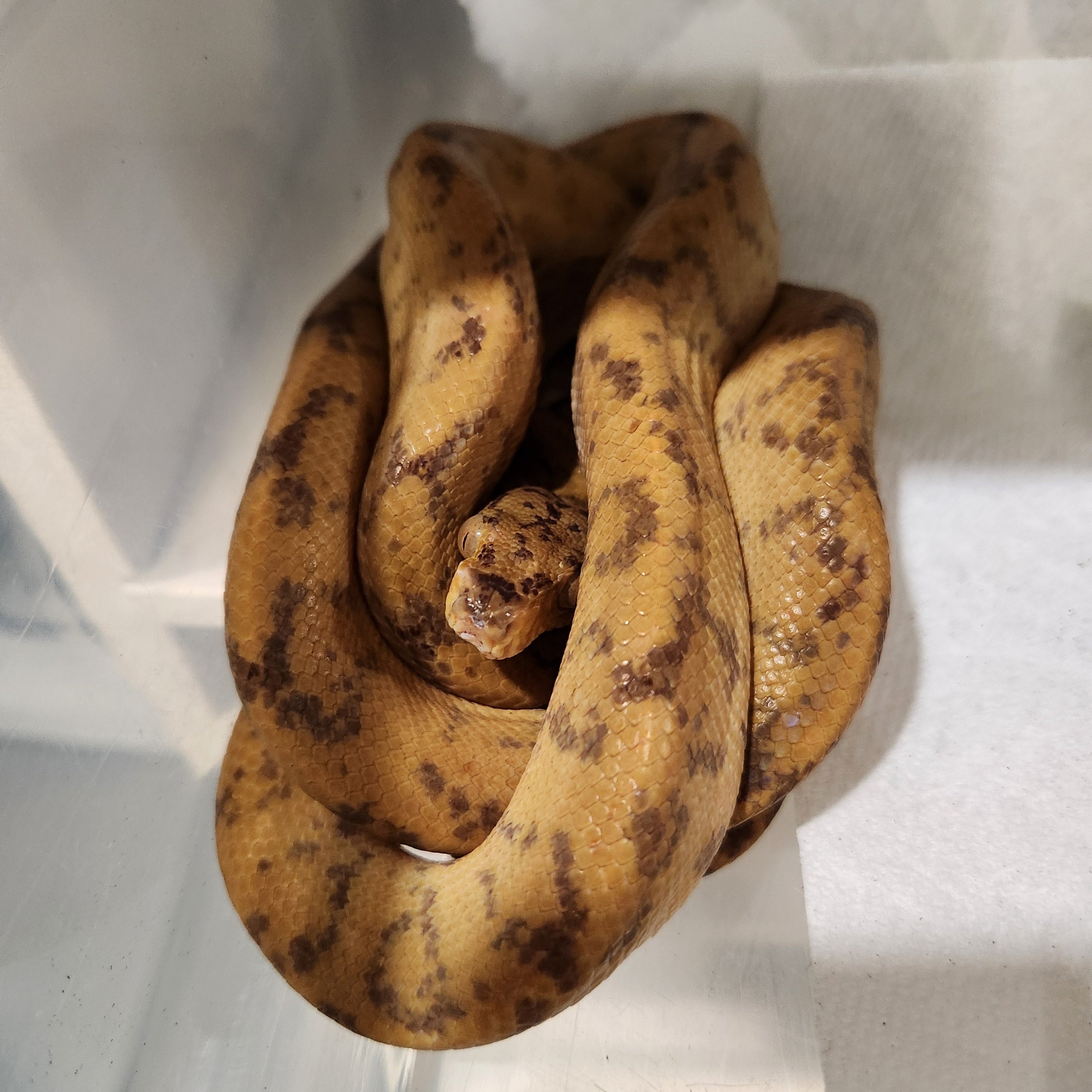 Corallus hortulanus (Amazon Tree Boa) – Spider Shoppe