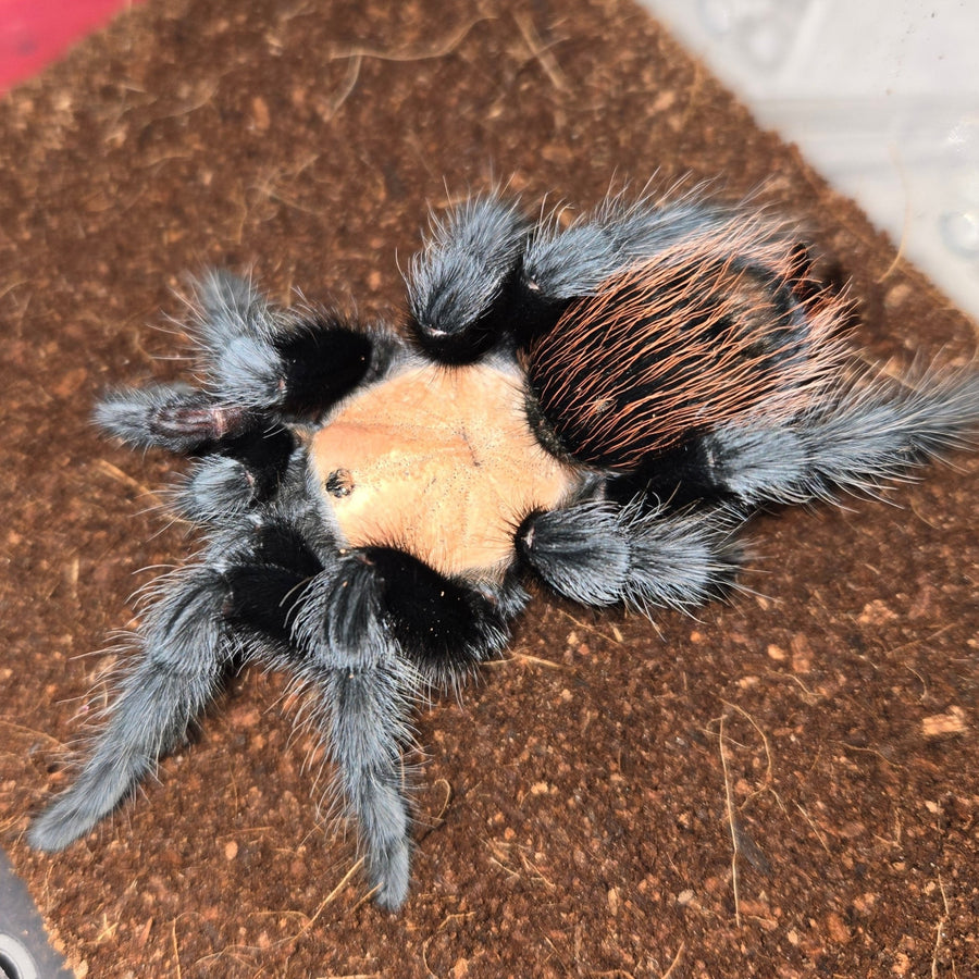Spider Shoppe - Tarantulas for sale