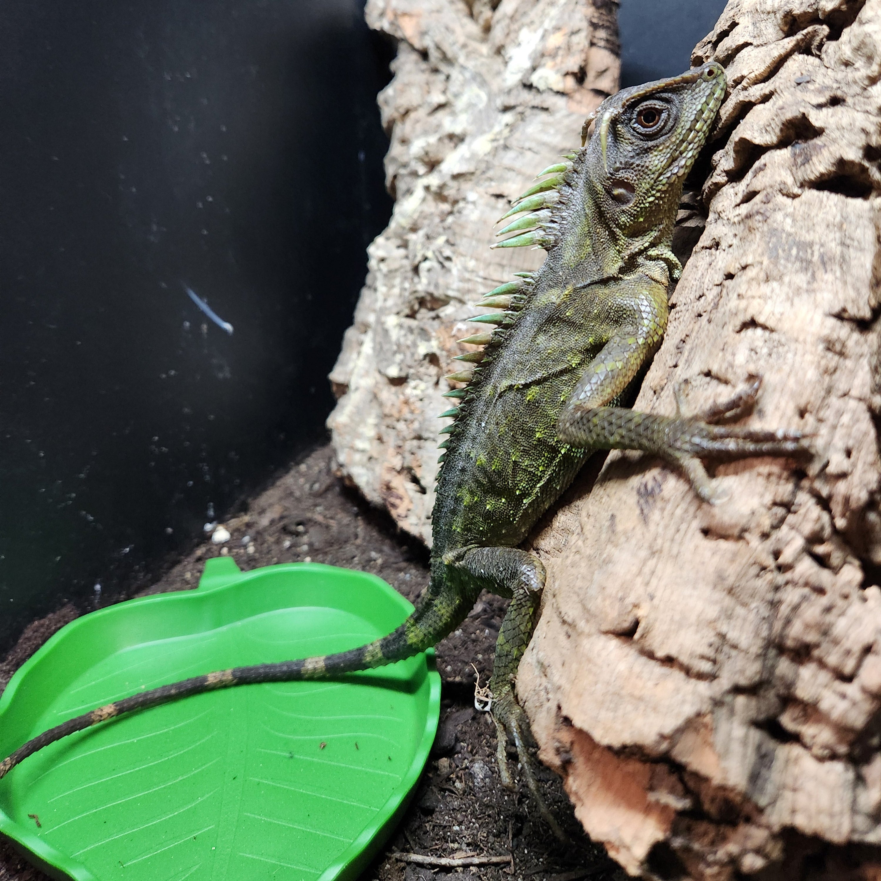 Acanthosaura nataliae (Natal's Horned Dragon) 12" – Spider Shoppe