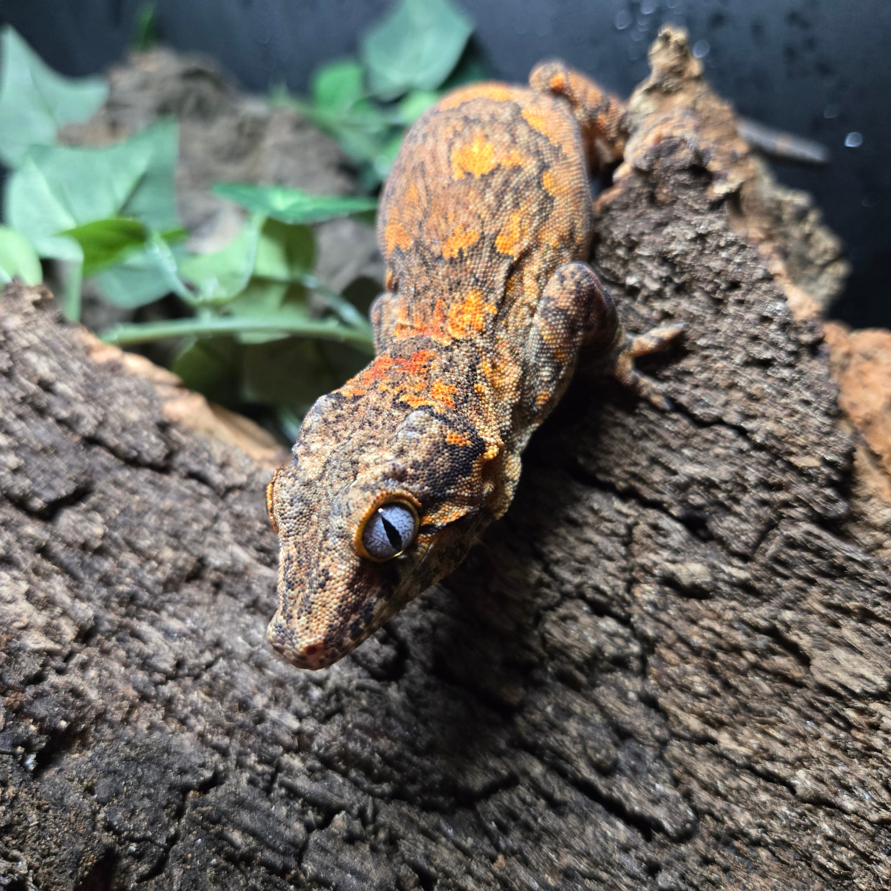Rhacodactylus auriculatus (Gargoyle Gecko) Female – Spider Shoppe