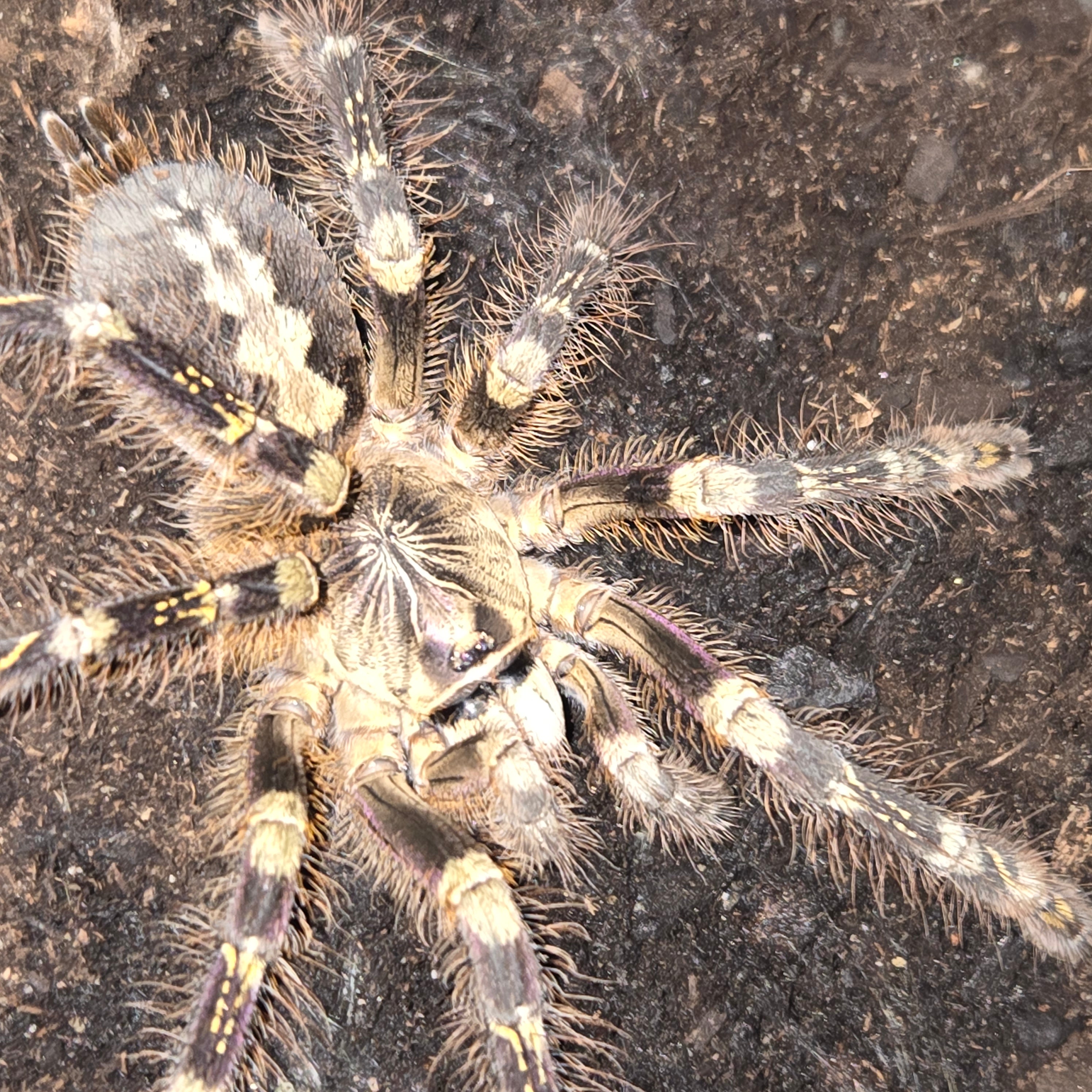 Poecilotheria subfusca 'Highland' (Ivory Ornamental) 1.5" – Spider Shoppe