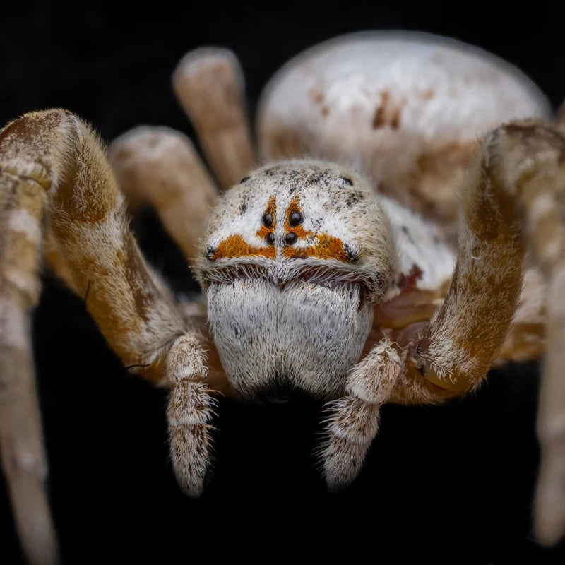 Stegodyphus lineatus (Desert Lined Velvet) – Spider Shoppe