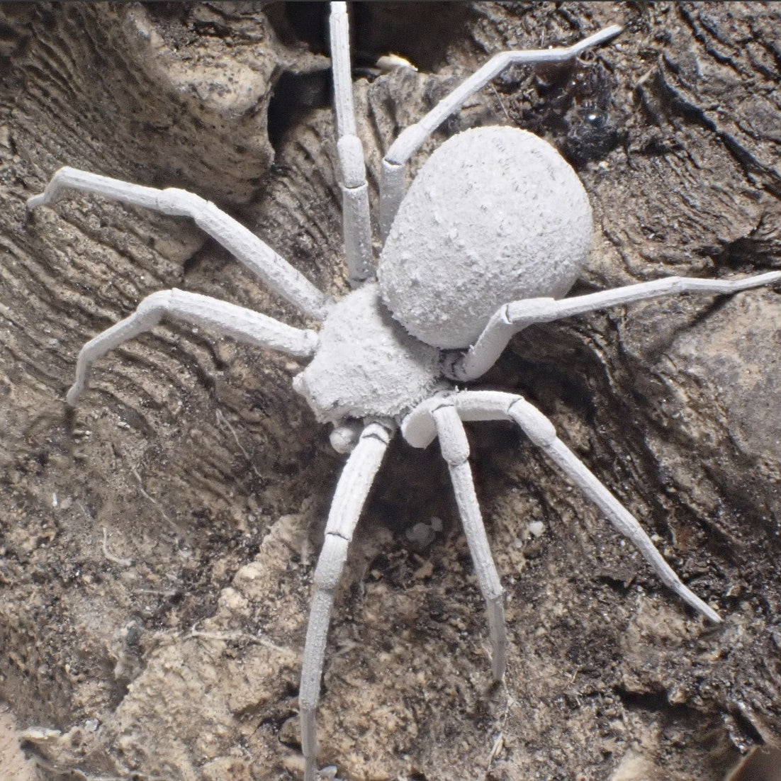 Sicarius thomisoides (Chilean Six-Eyed Sand Spider) 0.25-0.5" – Spider ...