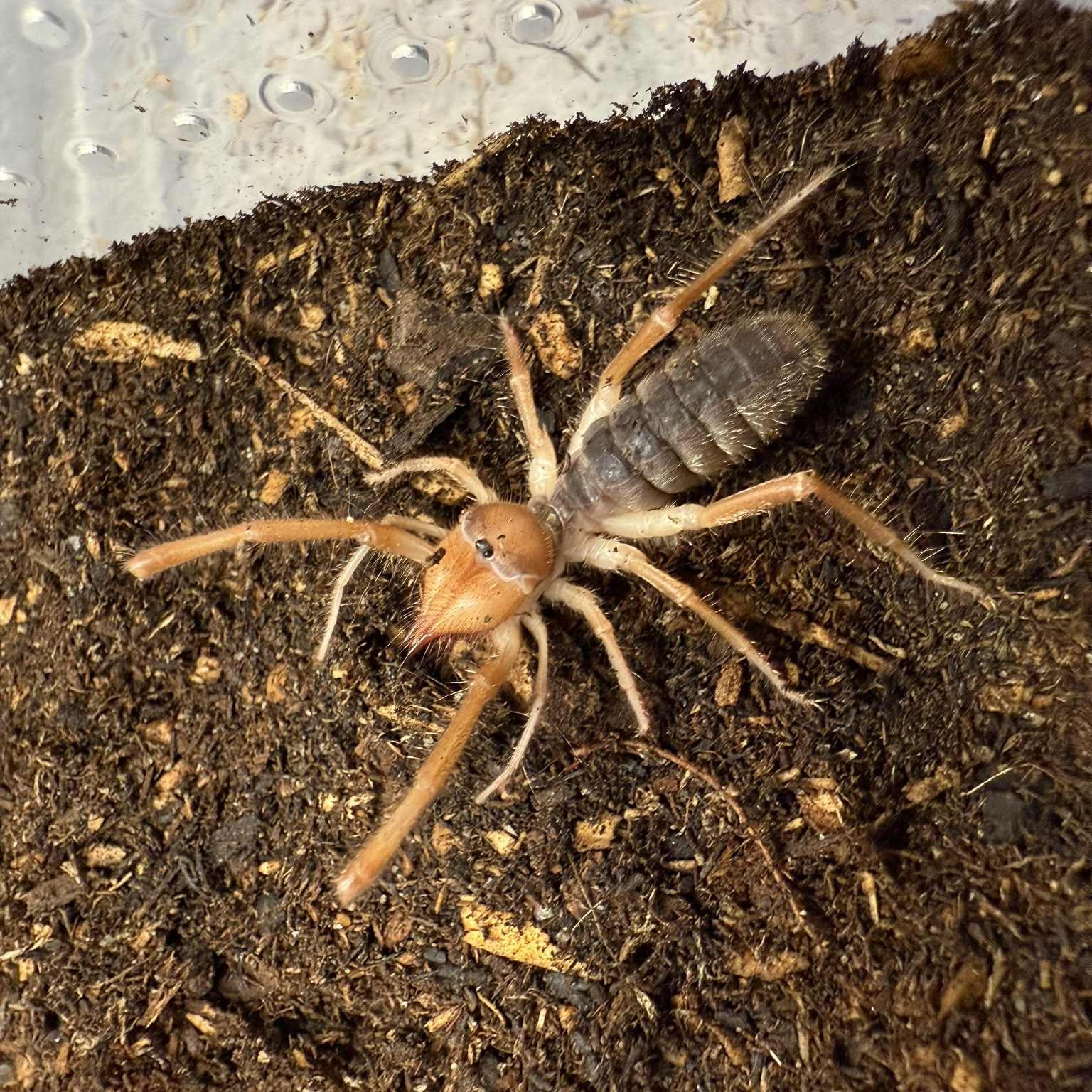 Solifugae sp (California Sun Spider) 0.75" - 1" – Spider Shoppe