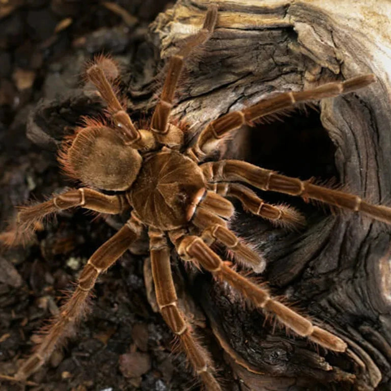 Theraphosa stirmi (Burgundy Goliath) – Spider Shoppe