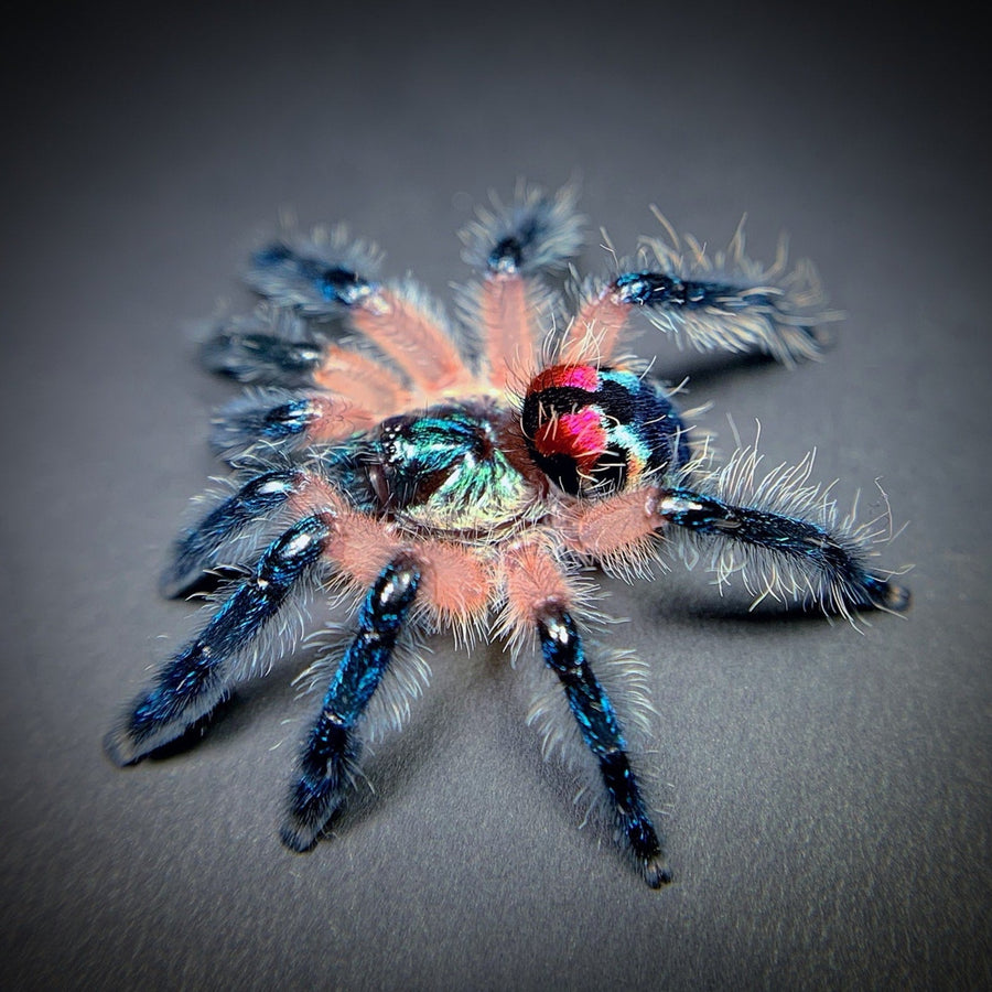 Typhoclaena Seladonia Brazilian Jewel Trapdoor 033 05 Spider Shoppe