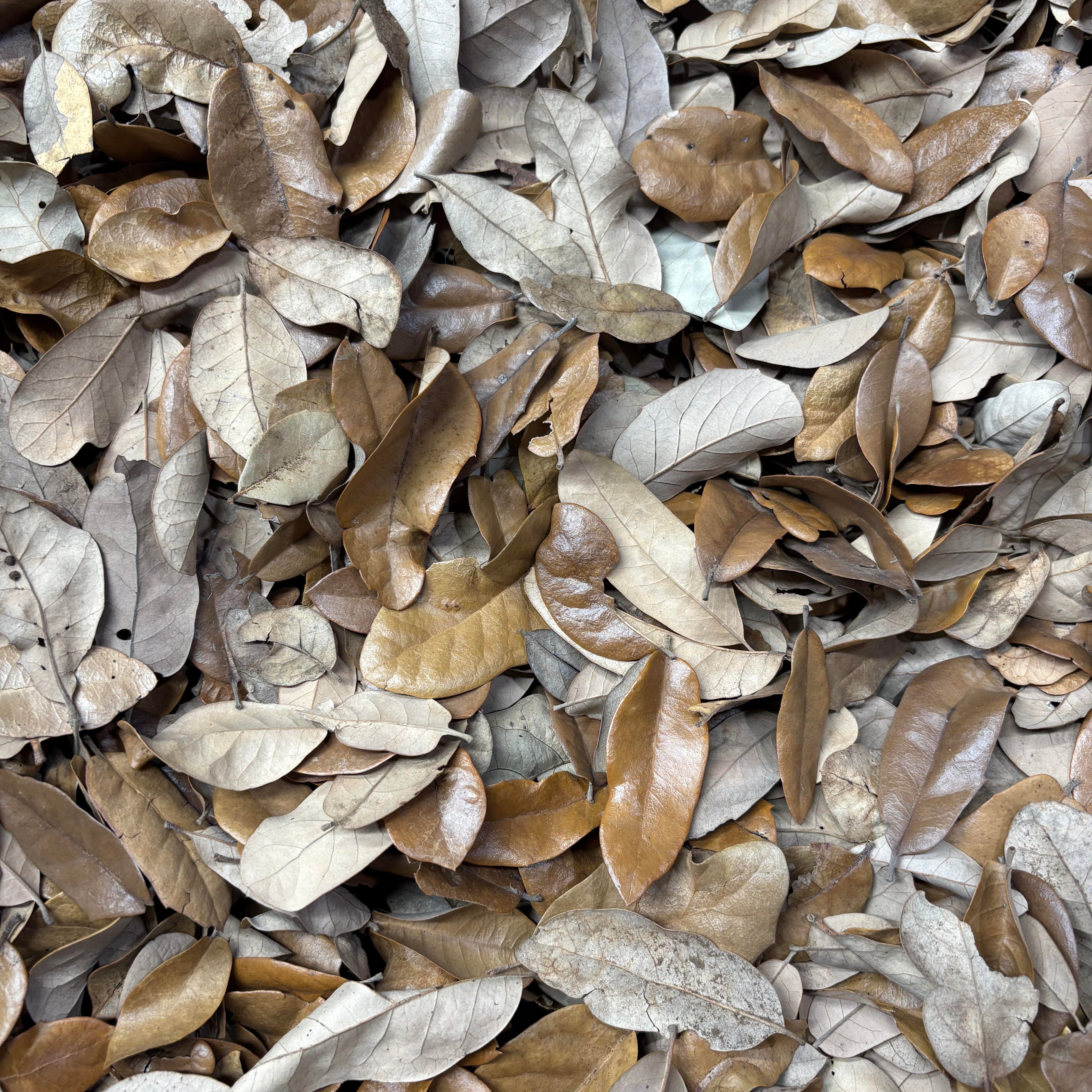 Organic Live Oak Leaf Litter 4 qt – Spider Shoppe