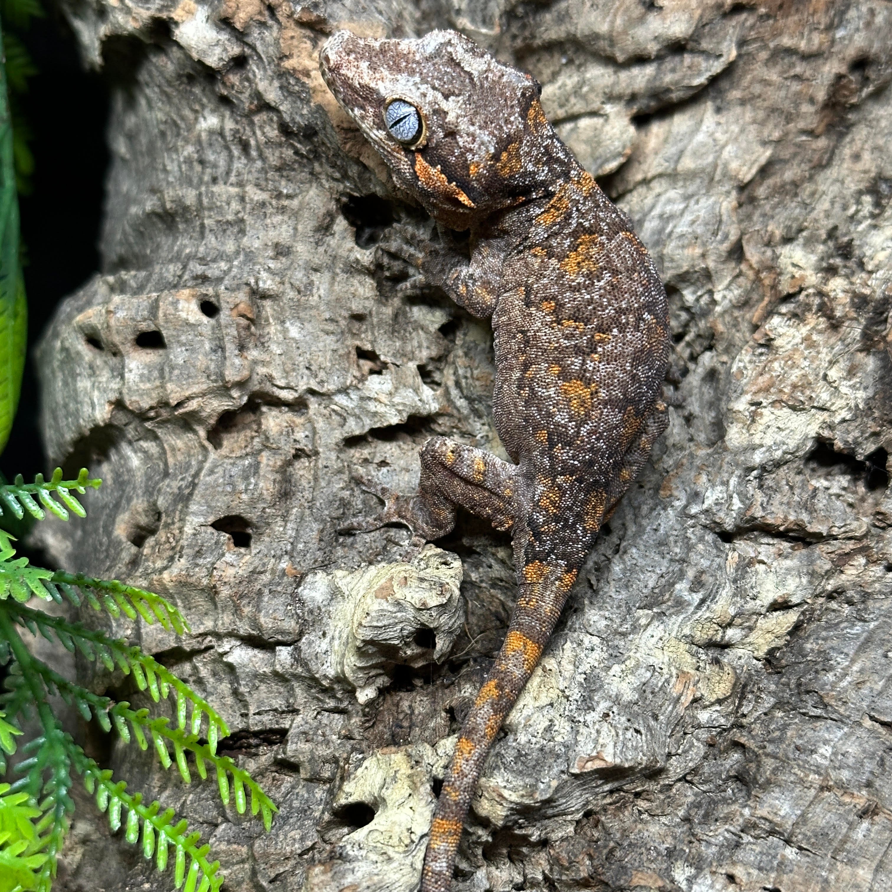 Rhacodactylus auriculatus (Gargoyle Gecko) Blotched – Spider Shoppe