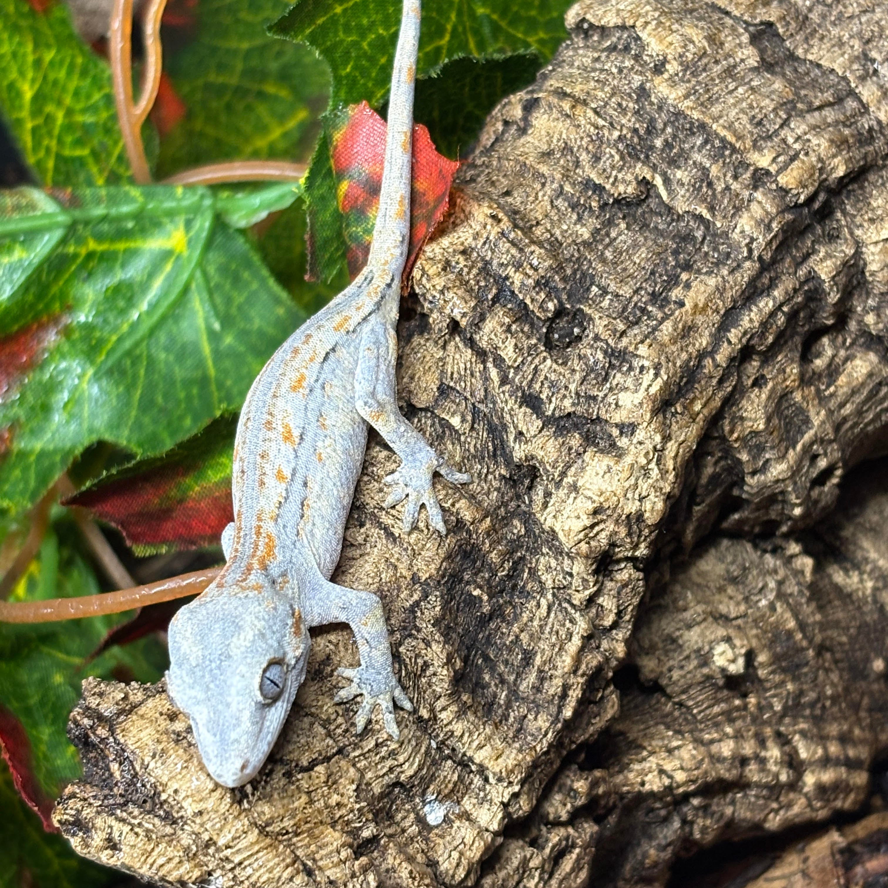 Rhacodactylus auriculatus (Gargoyle Gecko) '25 Orange Stripe – Spider ...