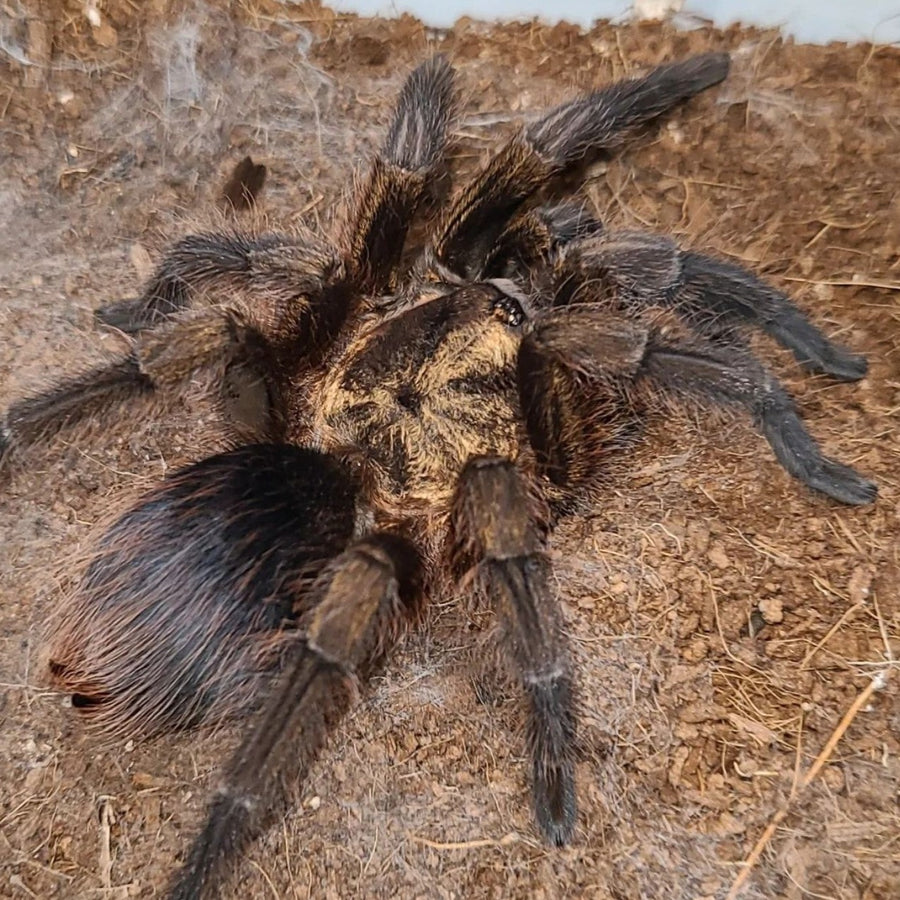 Tarantulas – Page 4 – Spider Shoppe