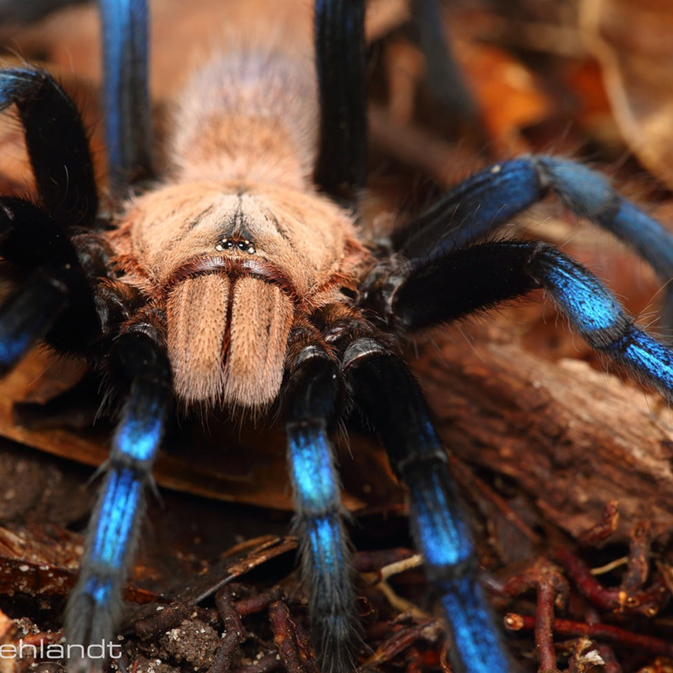 Birupes simoroxigorum (Borean Neon-Blue Leg) 0.75” – Spider Shoppe