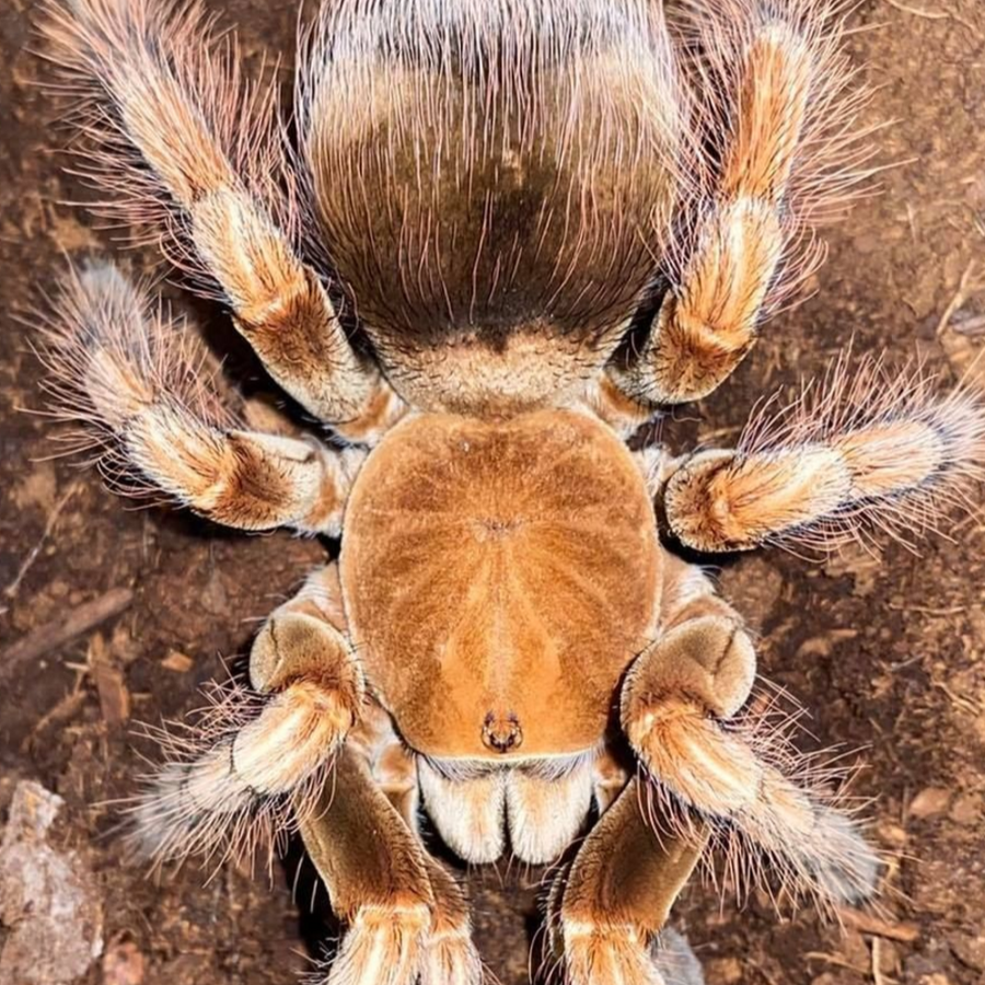 Tarantulas – Page 5 – Spider Shoppe