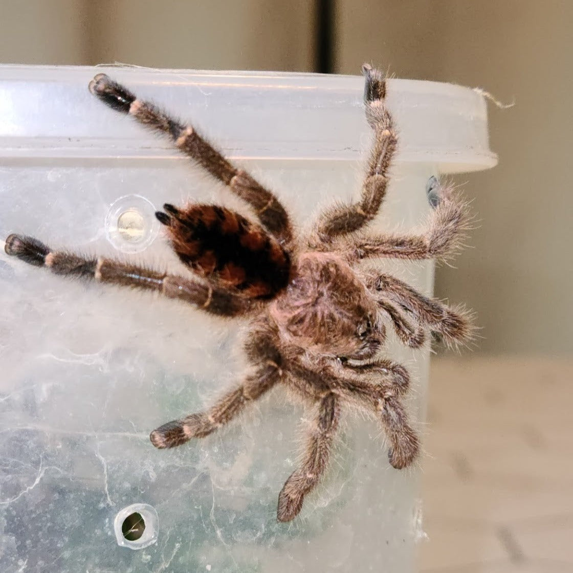 Avicularia minatrix (Venezuelan Red-Stripe) 2" MALES – Spider Shoppe
