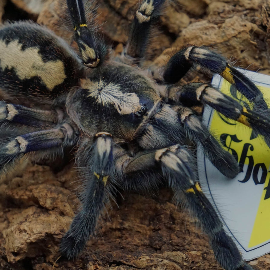 Poecilotheria metallica (Gooty Sapphire Ornamental) – Spider Shoppe