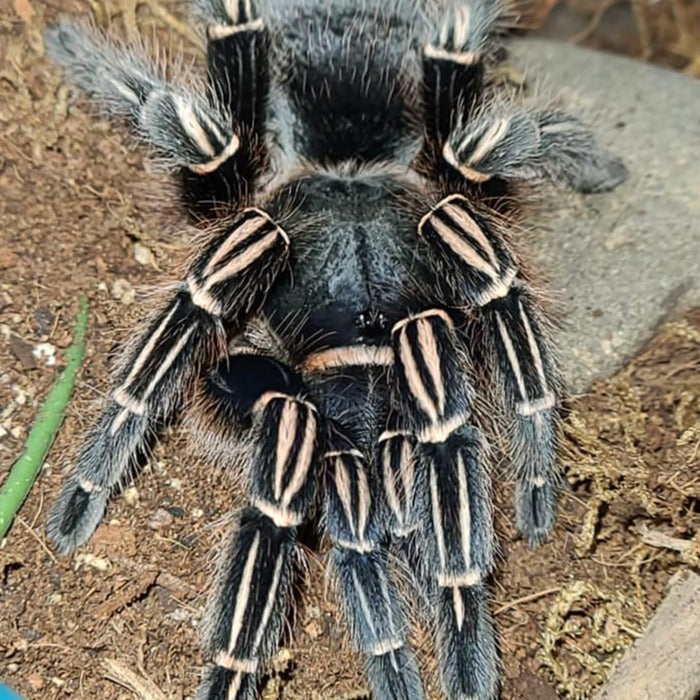 Tarantulas – Spider Shoppe